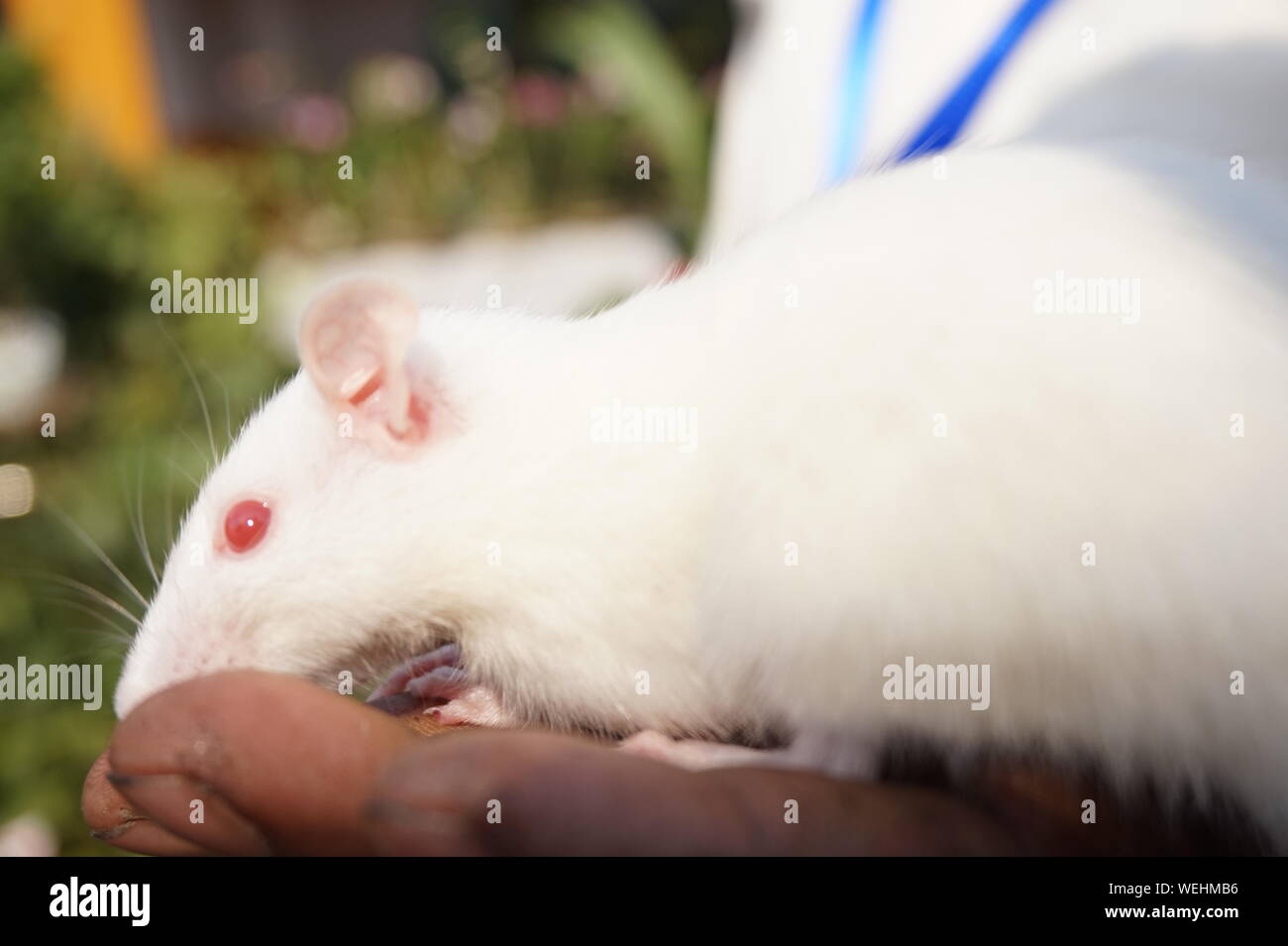 Human ear mouse hi-res stock photography and images - Alamy