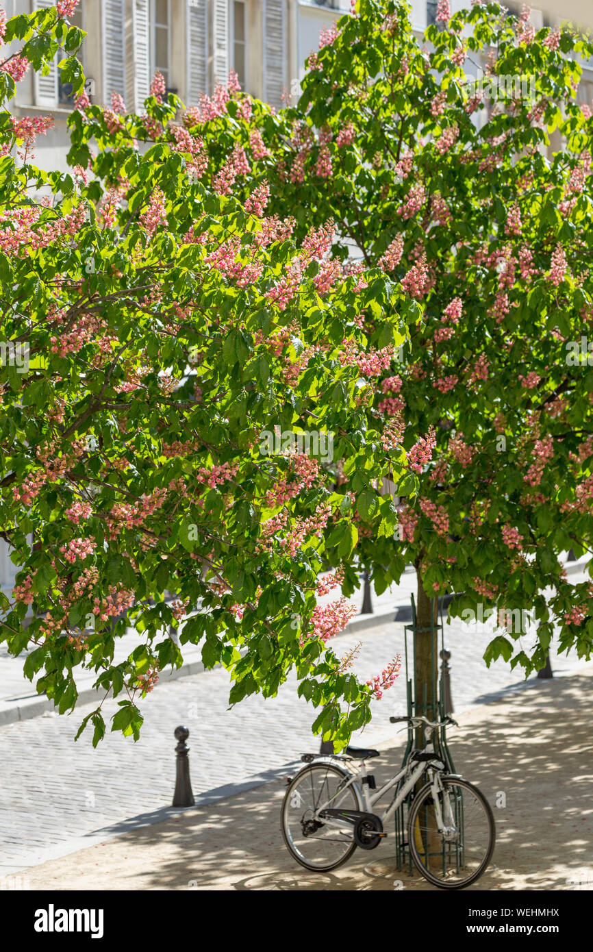Chestnut trees in bloom in Place Dauphine, Paris, France Stock Photo ...