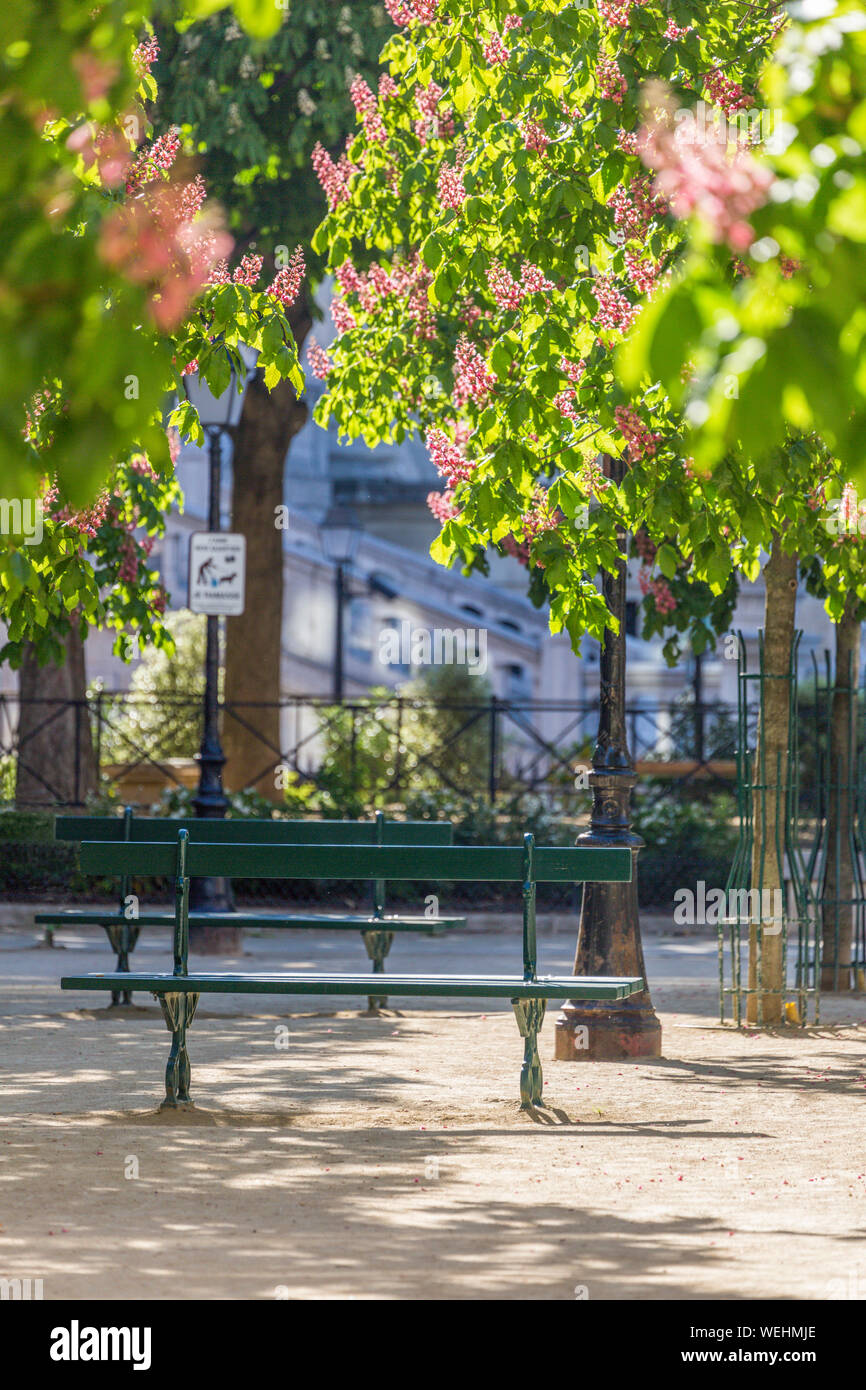 Chestnut trees in bloom in Place Dauphine, Paris, France Stock Photo ...