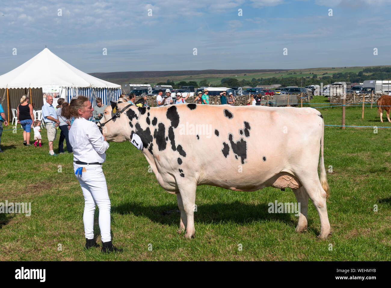 Cow judging at an agricultural show Stock Photo - Alamy
