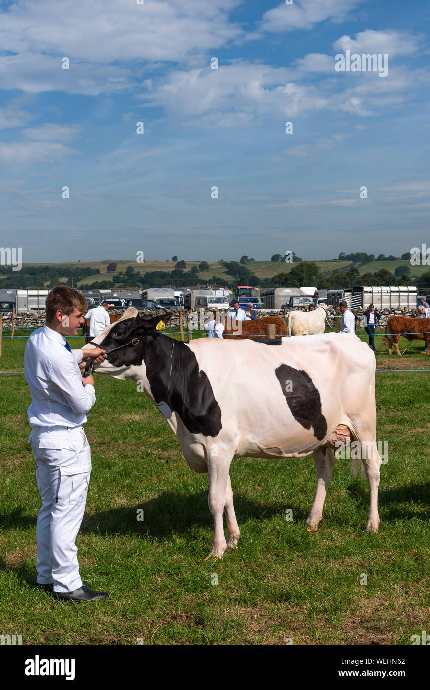Cow judging at an agricultural show Stock Photo - Alamy