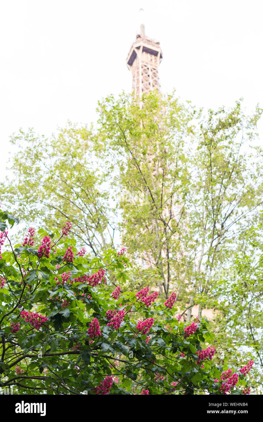 Eiffel Tower above chestnut tree, Paris, France Stock Photo - Alamy