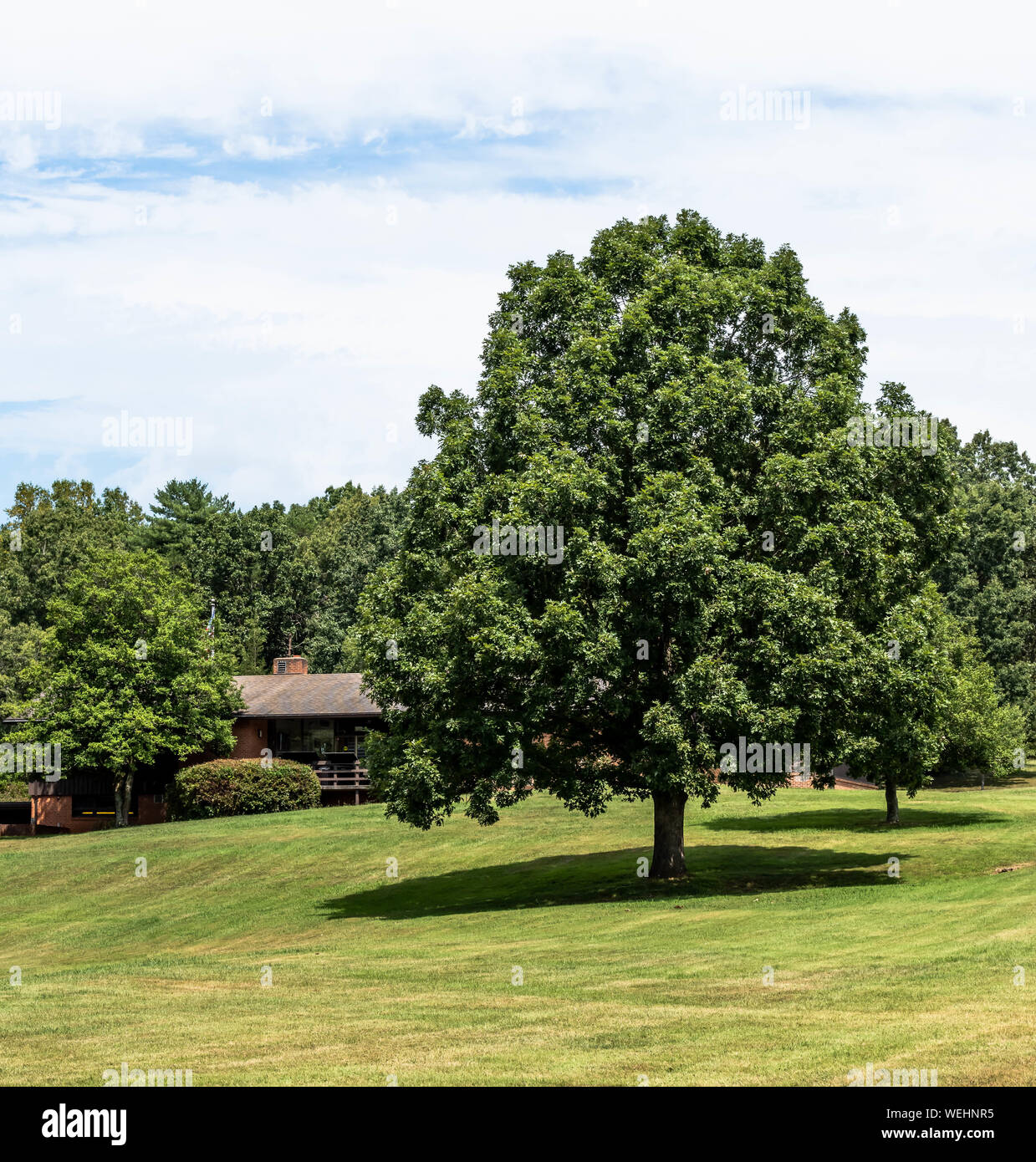 Large Green Tree in Rural Setting - Plantation Stock Photo - Alamy