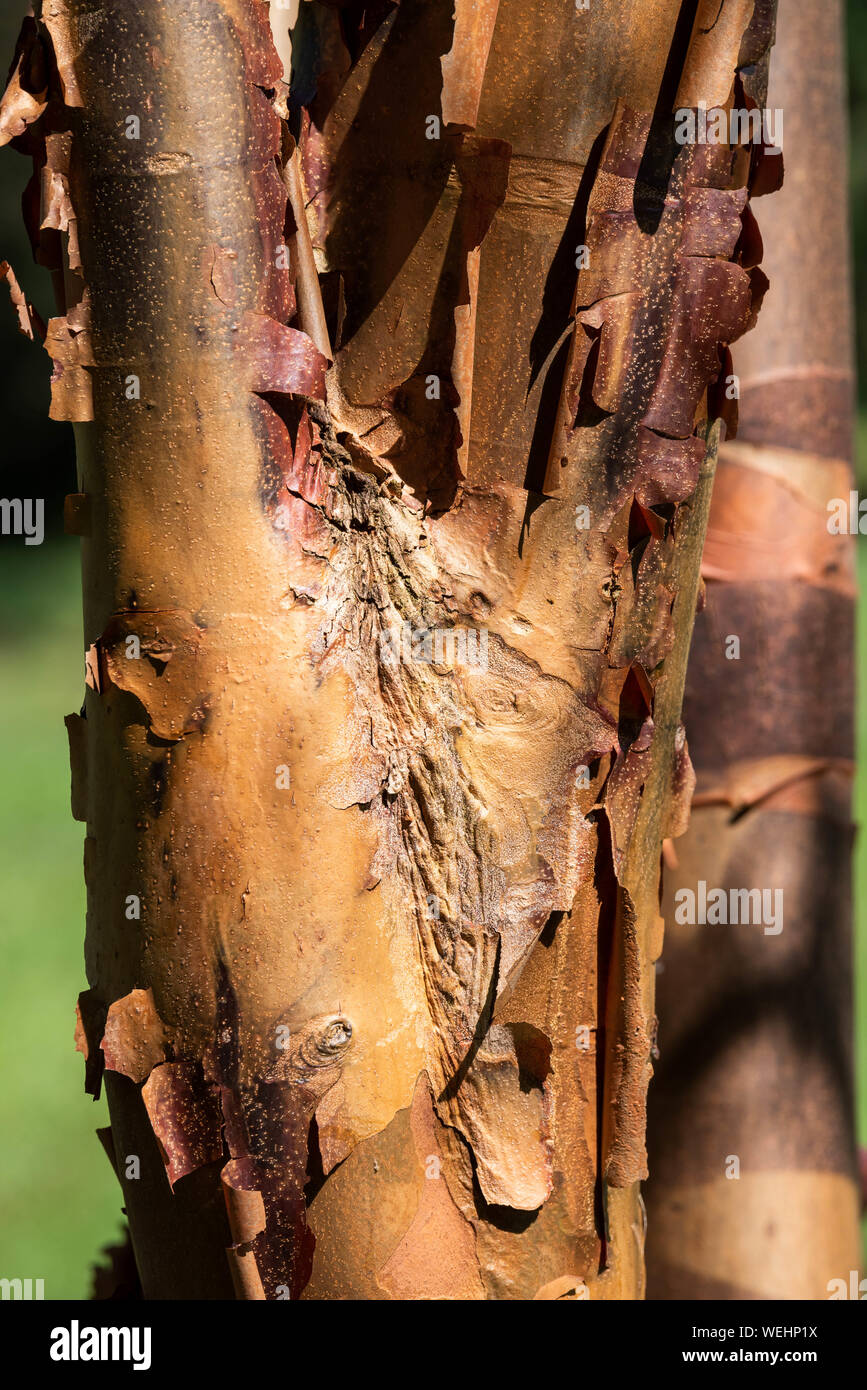 Interesting tree trunk hi-res stock photography and images - Alamy