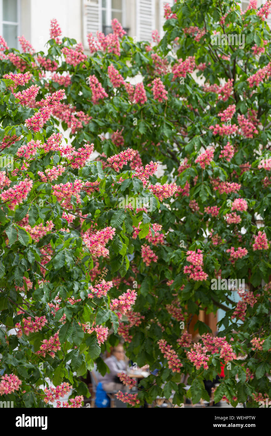 Chestnut trees in bloom in Place Dauphine, Paris, France Stock Photo ...