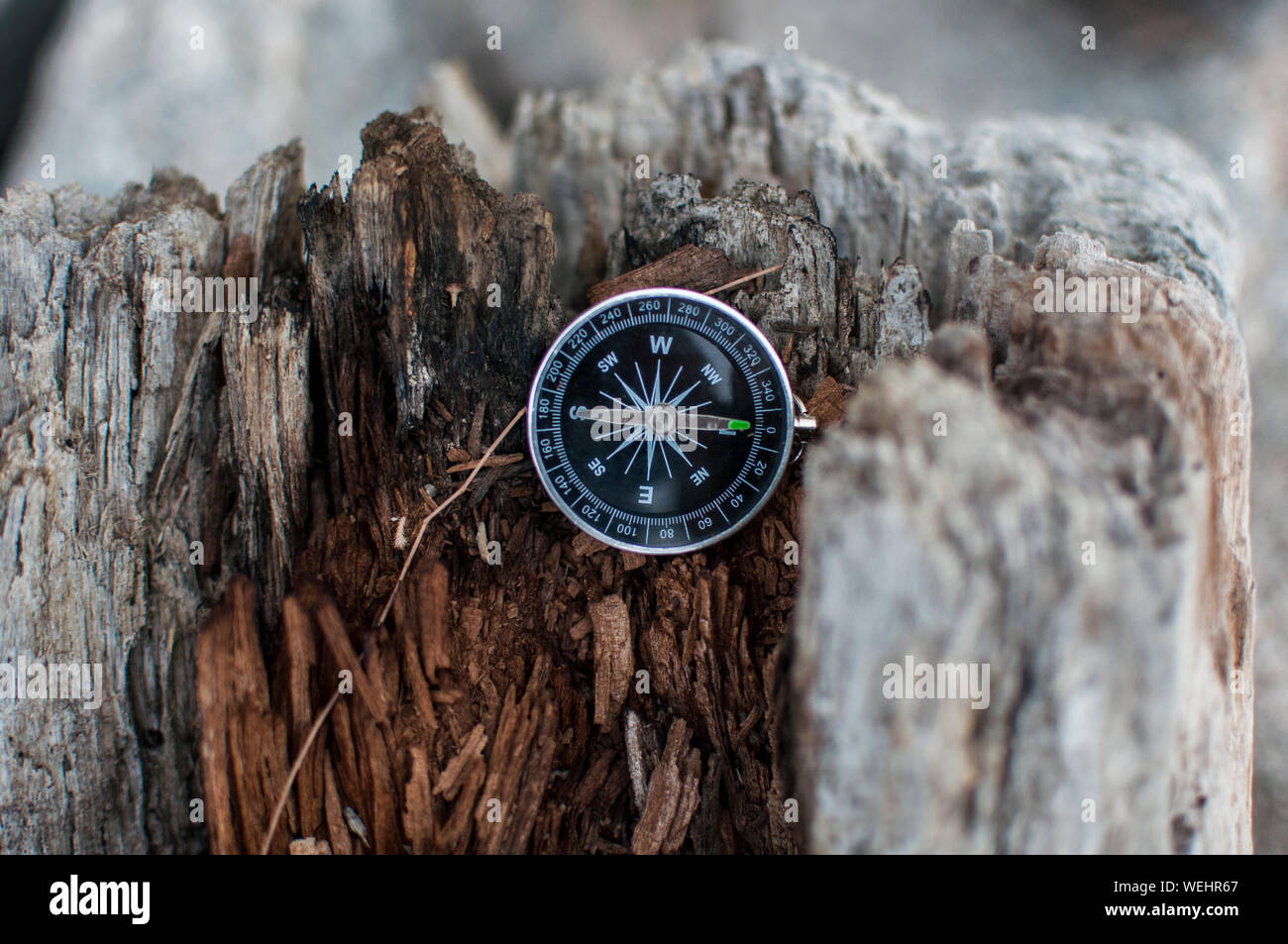 Tree and compass hi-res stock photography and images - Alamy