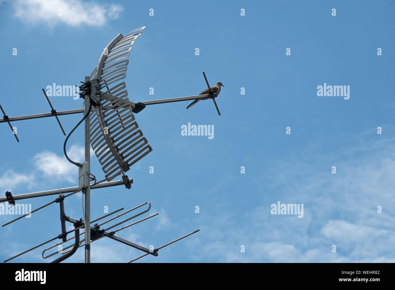 analog television antenna on the old roof top with pigeon and blue sky ...