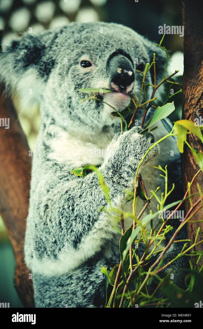 Koala eating hi-res stock photography and images - Alamy