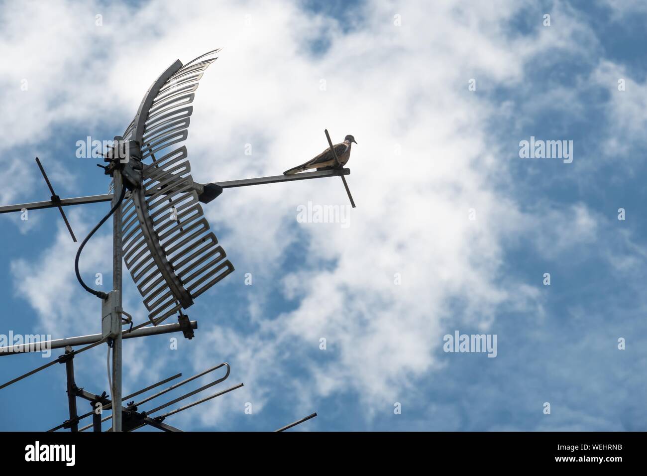 analog television antenna on the old roof top with pigeon and blue sky ...