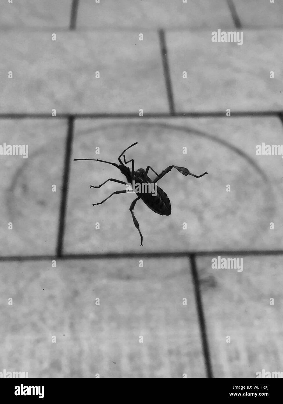 Magnifying glass insect Black and White Stock Photos & Images - Alamy