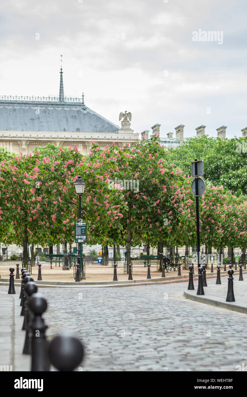 Chestnut trees in bloom in Place Dauphine, Paris, France Stock Photo ...
