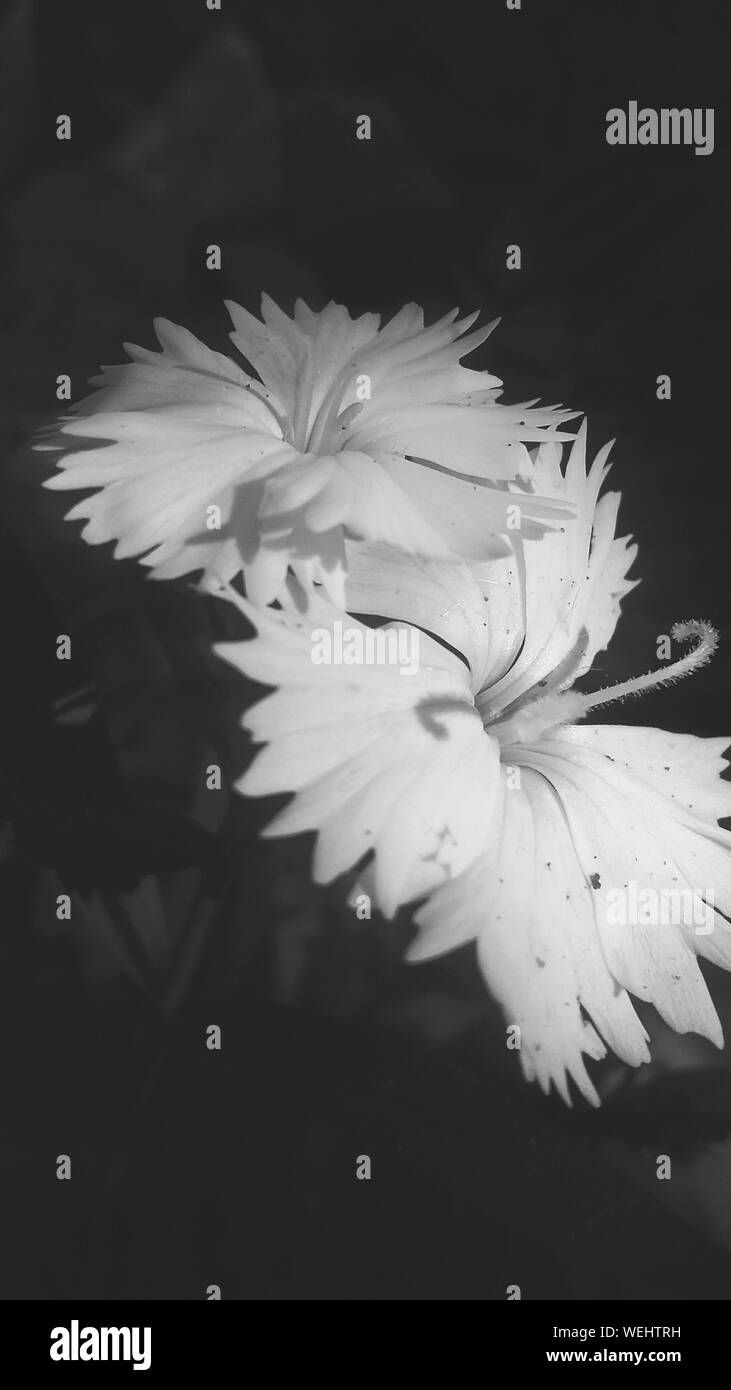 Dianthus Flowers High Resolution Stock Photography and Images - Alamy