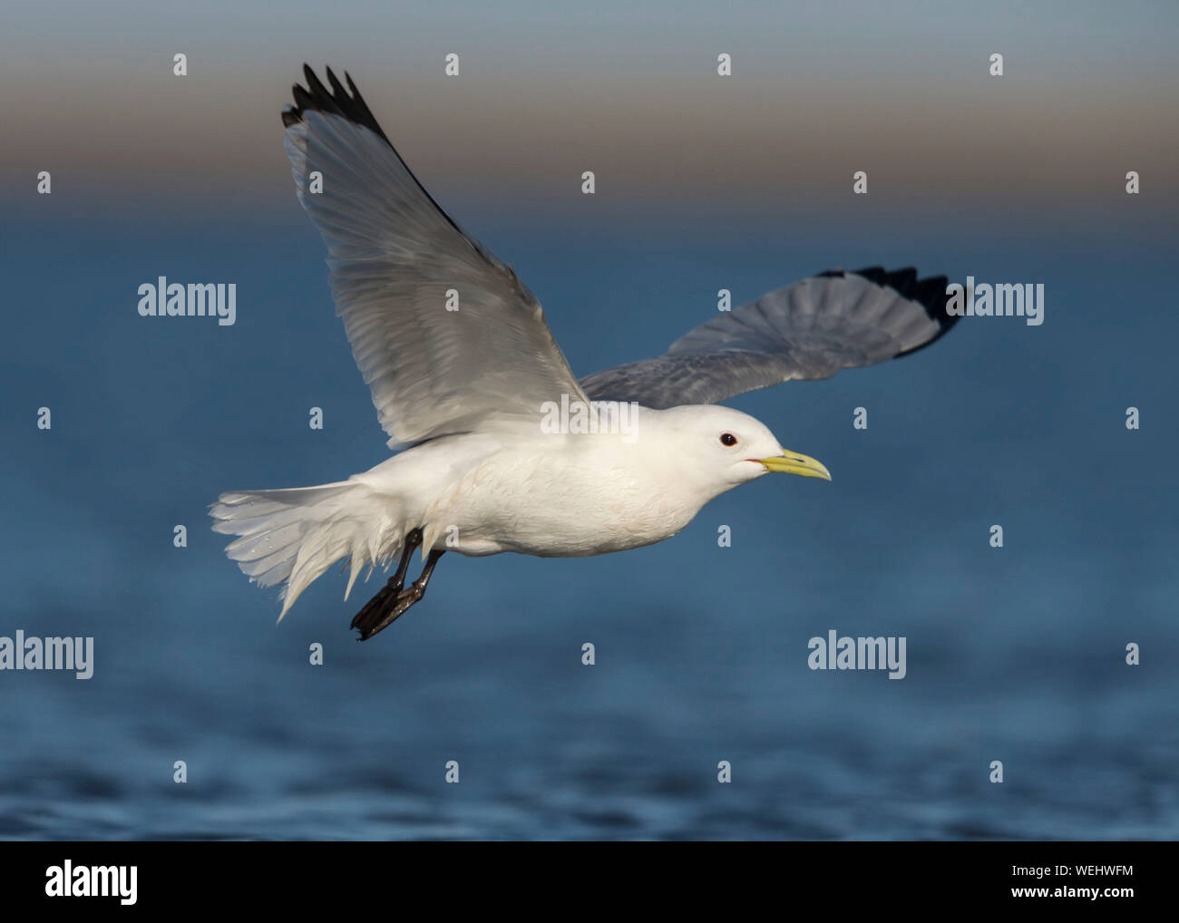 Black legged kittiwake alaska hi-res stock photography and images - Alamy
