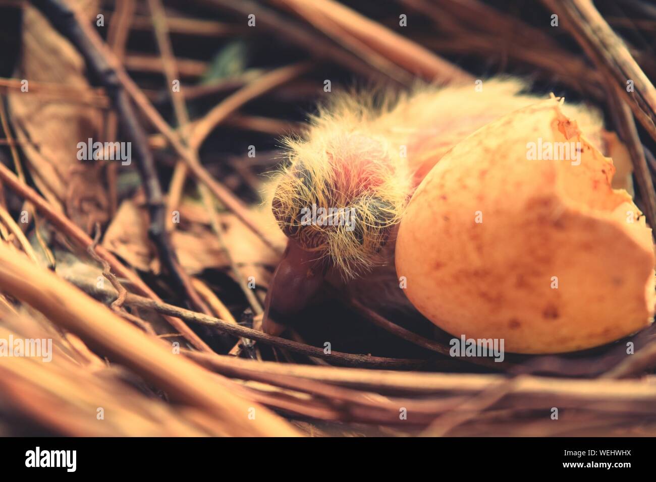 New born bird hi-res stock photography and images - Alamy