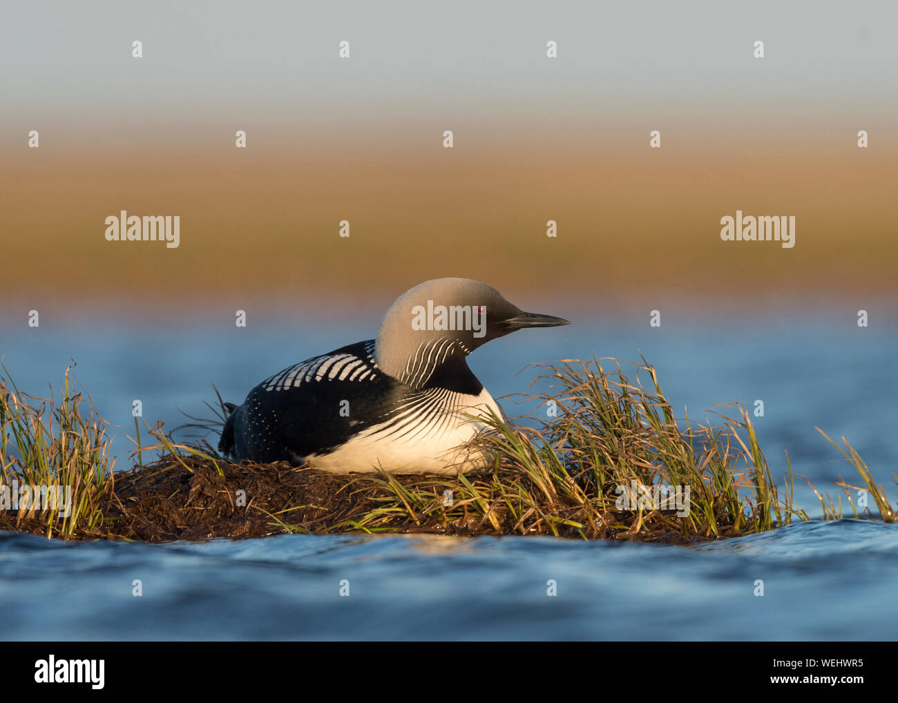Pacific Loon on nest in Arctic Pond, Alaska Stock Photo - Alamy