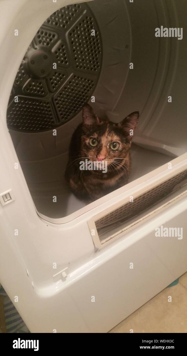 Cat in the washing machine hi-res stock photography and images - Alamy