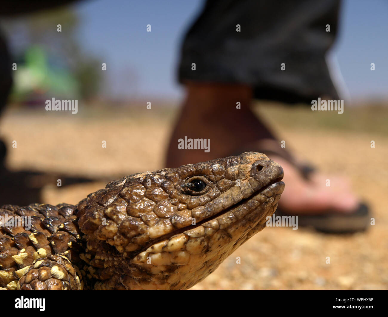 Shingleback High Resolution Stock Photography and Images - Alamy