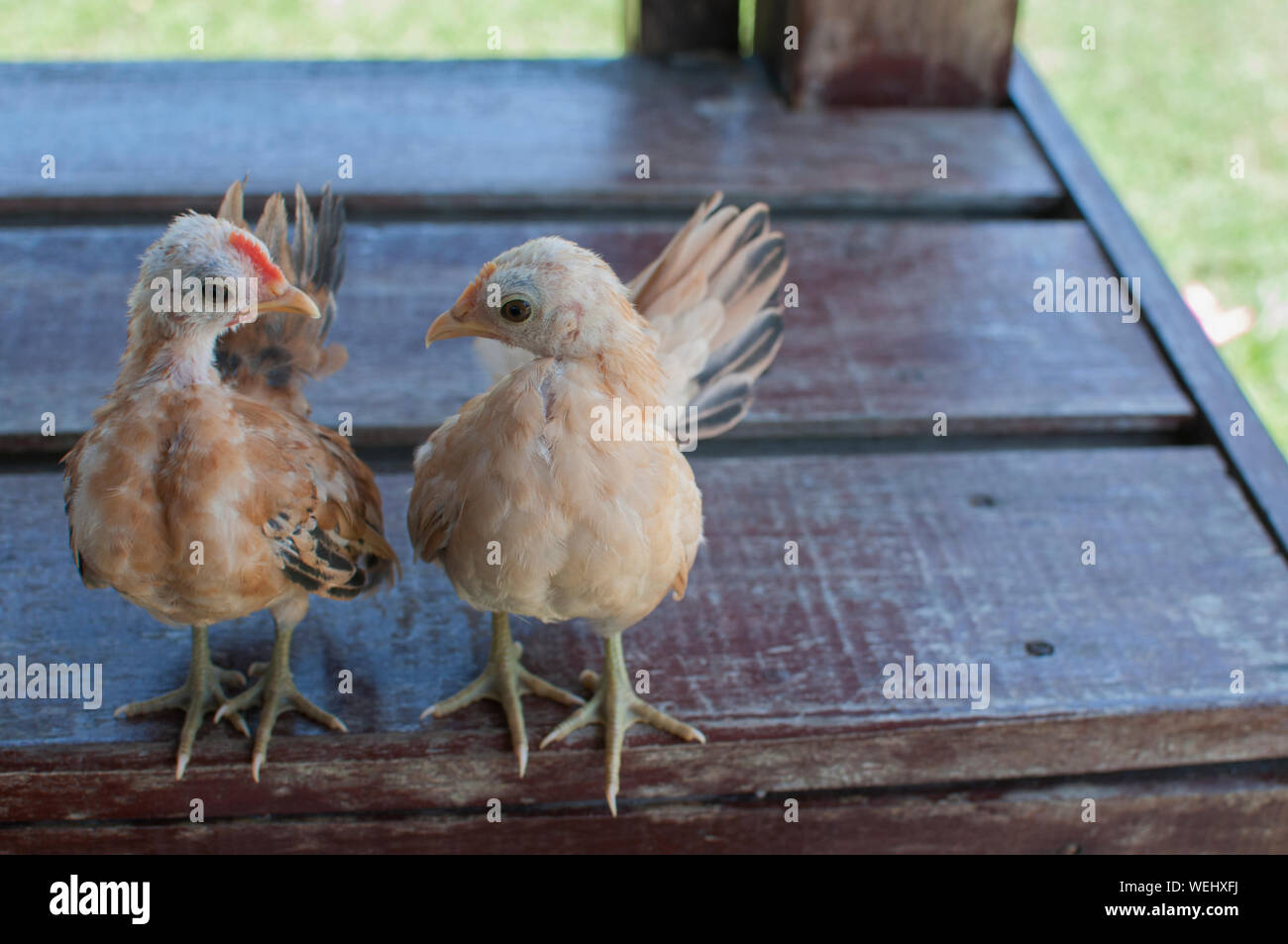 Two face chicken hi-res stock photography and images - Alamy