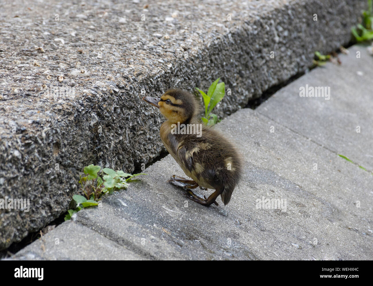 Group anatidae hi-res stock photography and images - Alamy