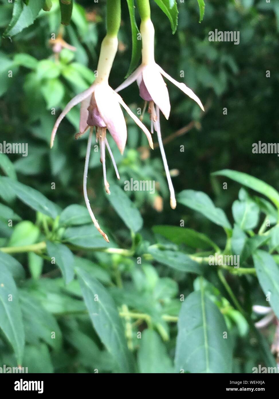 Braintree gardens hi-res stock photography and images - Alamy