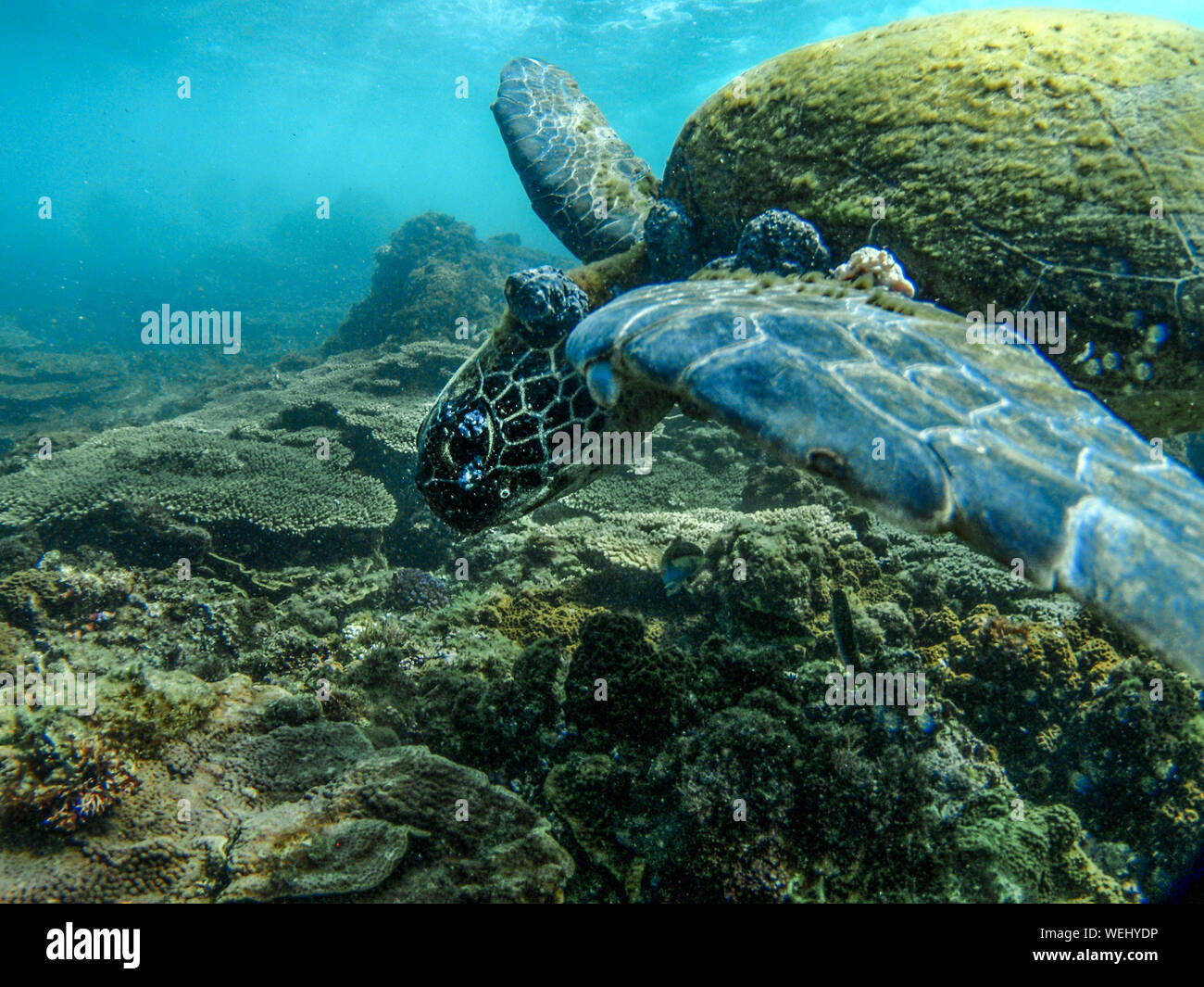 Green body turtle hi-res stock photography and images - Alamy