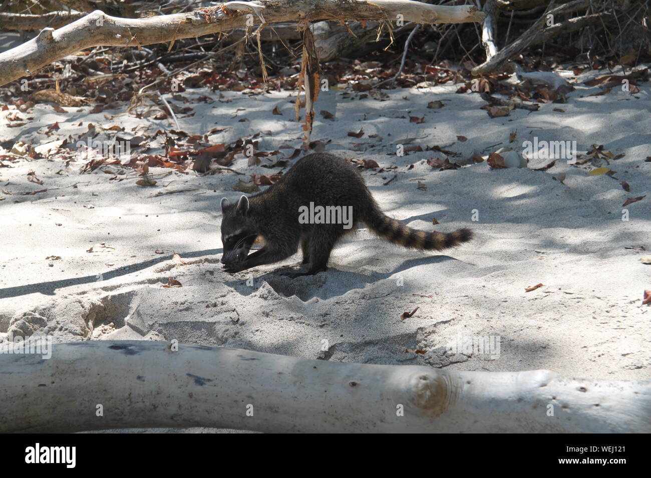 Raccoons in tree hi-res stock photography and images - Alamy