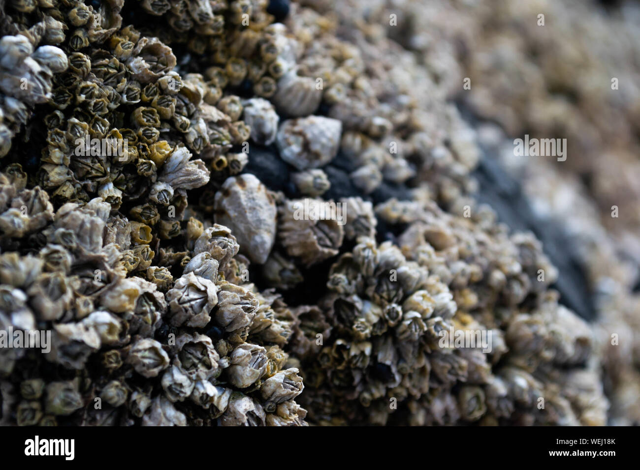 Barnacles mussel shell hi-res stock photography and images - Alamy
