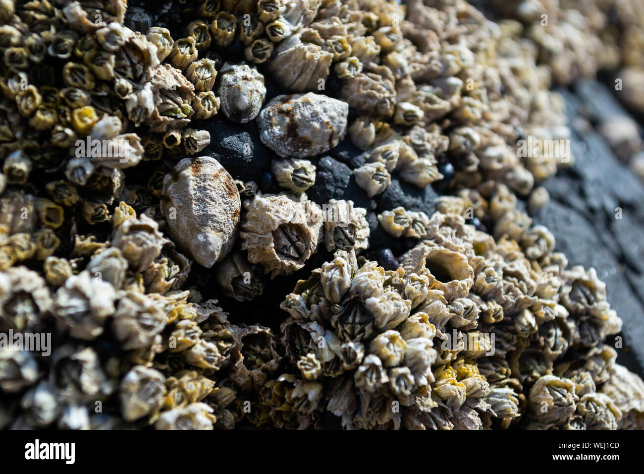 closeup of barnacles clinging to ocean rocks uncovered by receding ...