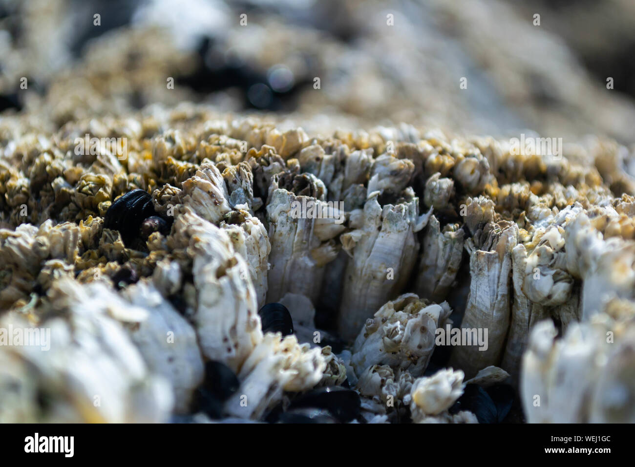 Barnacles Texture High Resolution Stock Photography and Images - Alamy