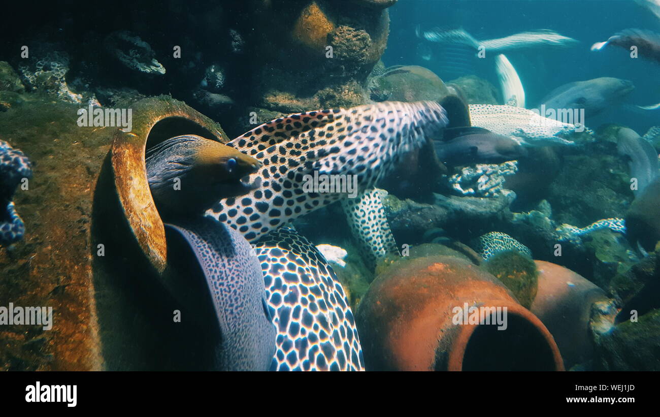 Swimming moray eel hi-res stock photography and images - Alamy