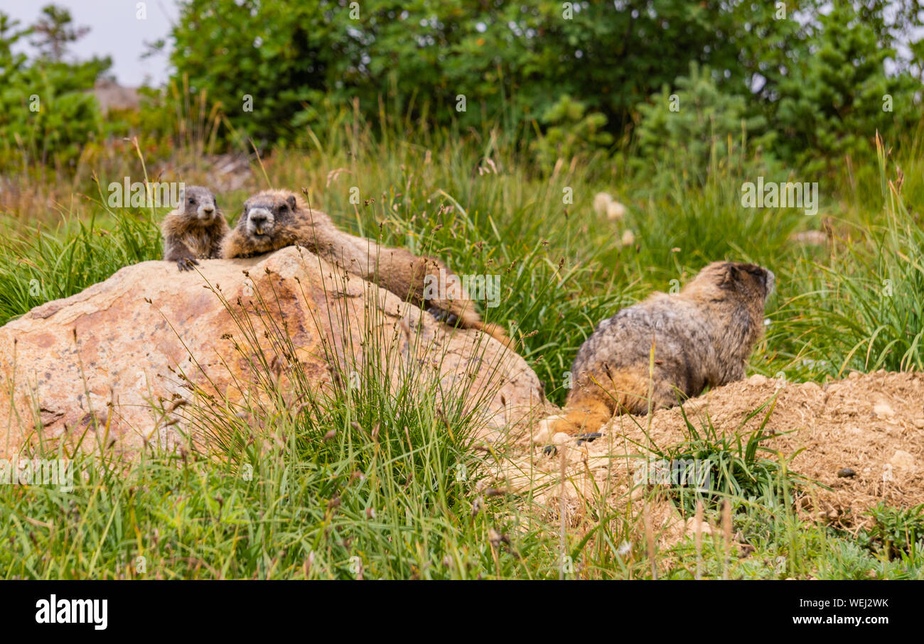 Family of marmots hi-res stock photography and images - Alamy