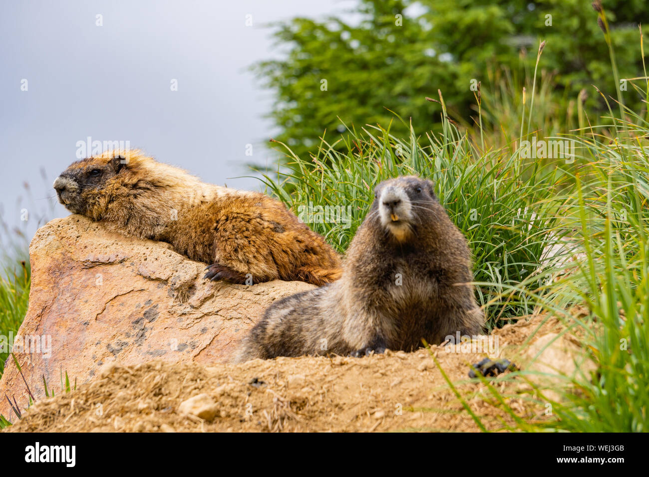 Family of marmots hi-res stock photography and images - Alamy