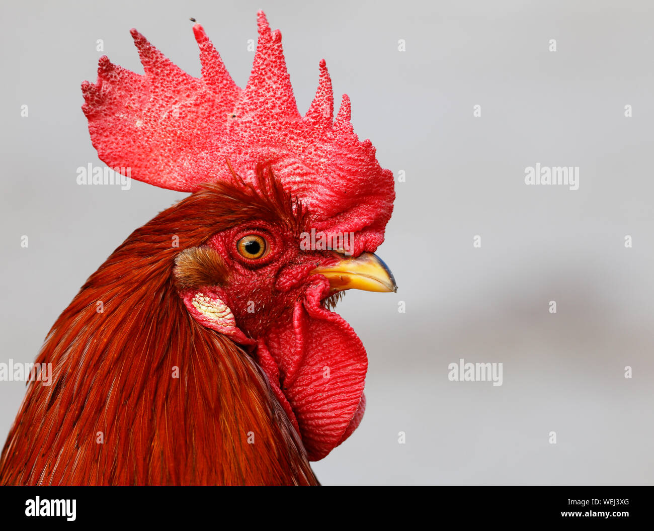 Chicken rooster head side view hi-res stock photography and images - Alamy