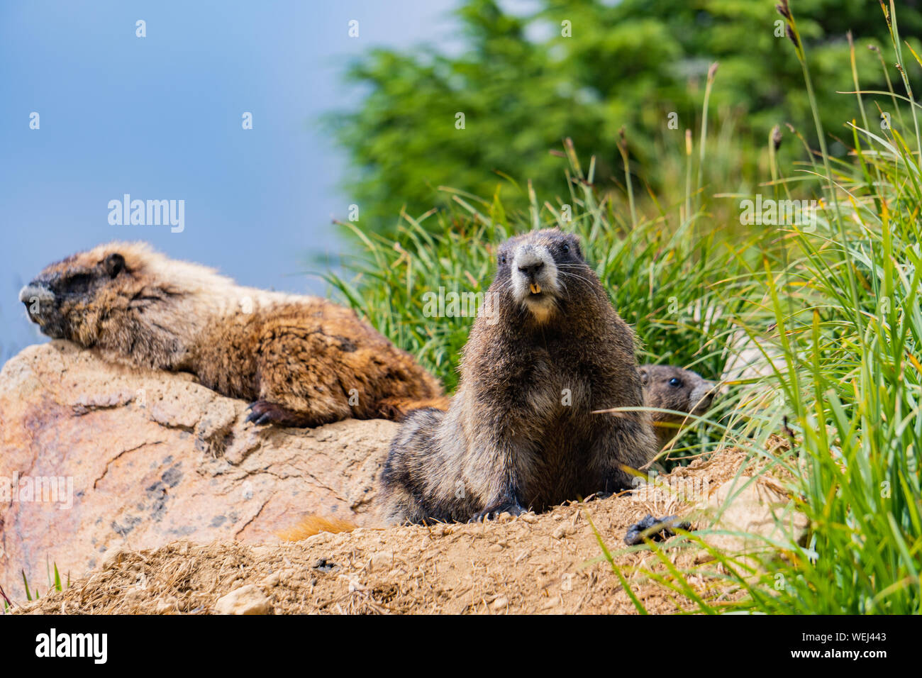 Family of marmots hi-res stock photography and images - Alamy