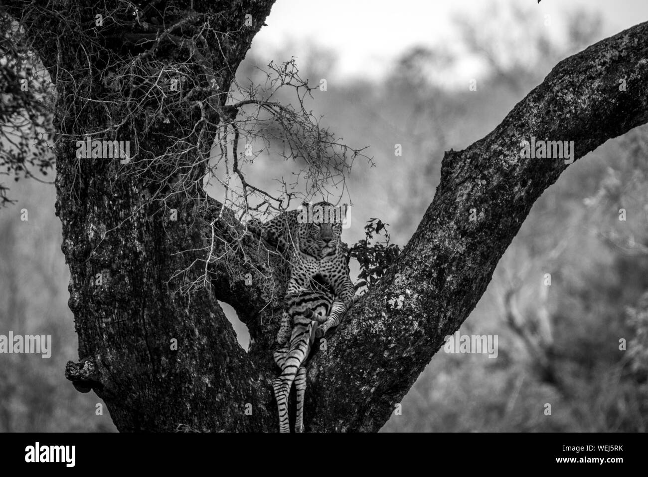 Leopard sitting in tree hi-res stock photography and images - Alamy