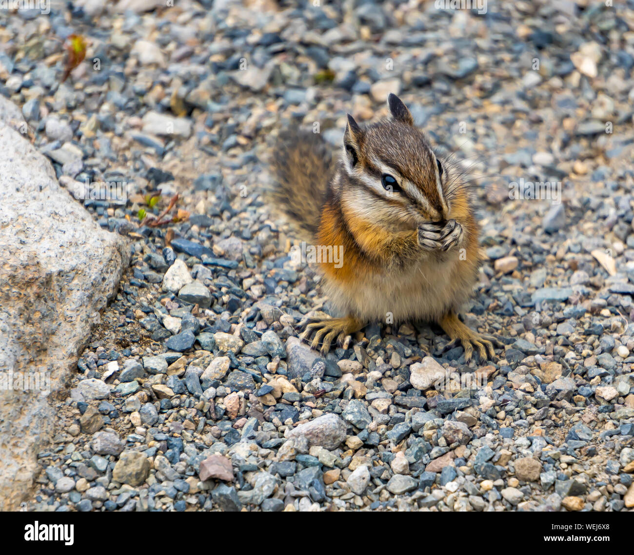 Red Tail Chipmunk Stock Photo - Alamy