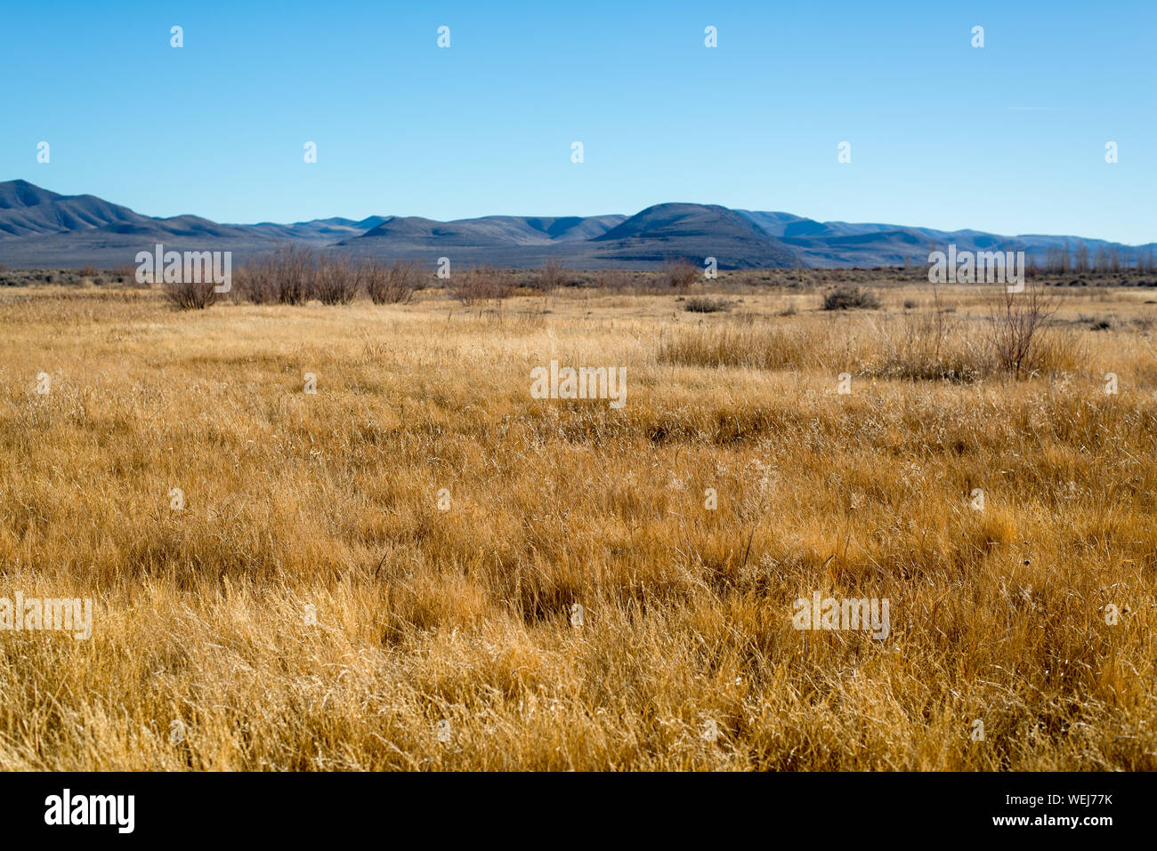 USA, Nevada, Churchill County, Stillwater National Wildlife Refuge. A ...