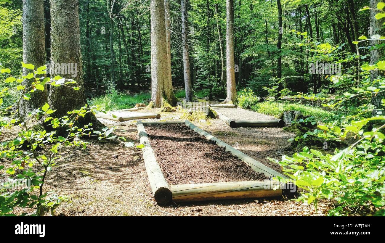 Mud forest hi-res stock photography and images - Alamy