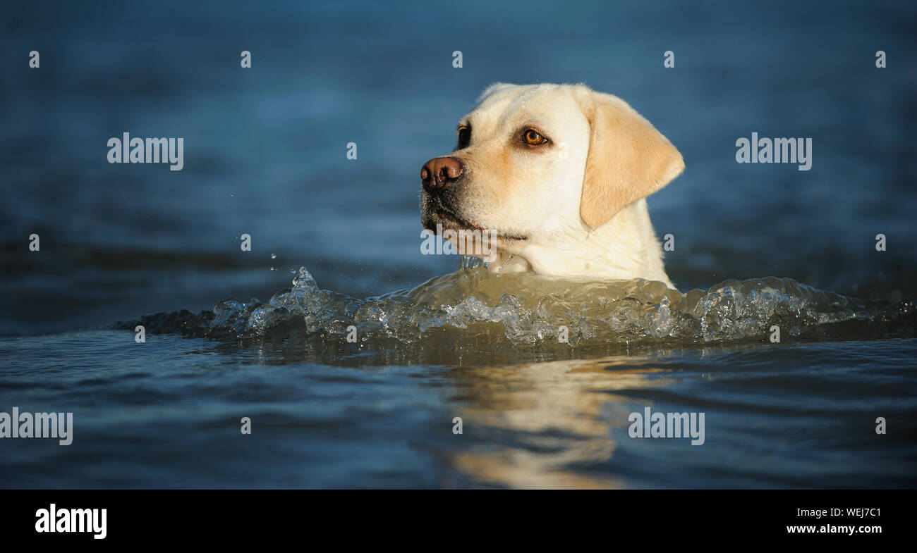 Labrador sea hi-res stock photography and images - Alamy