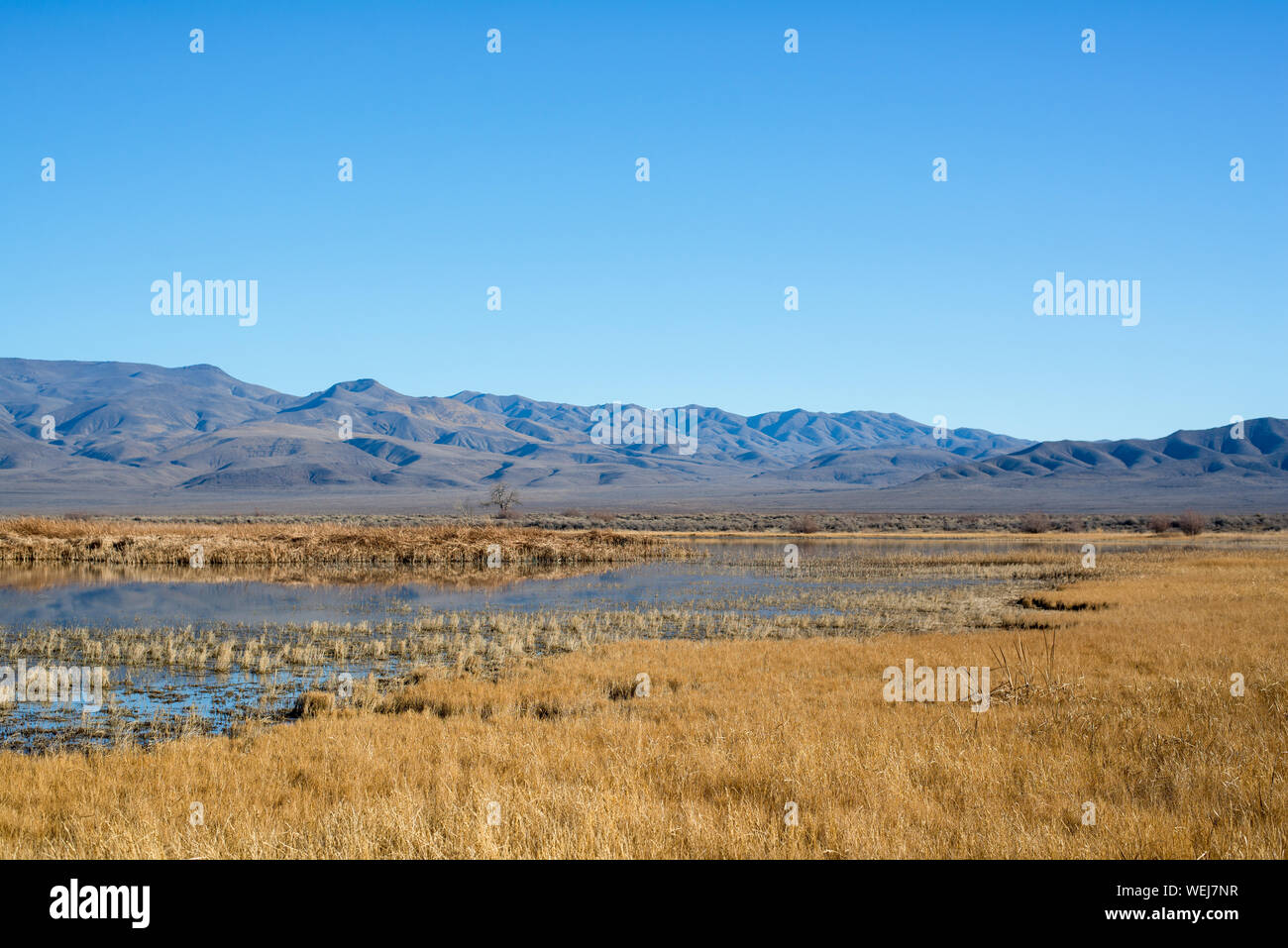 USA, Nevada, Churchill County, Stillwater National Wildlife Refuge. A ...