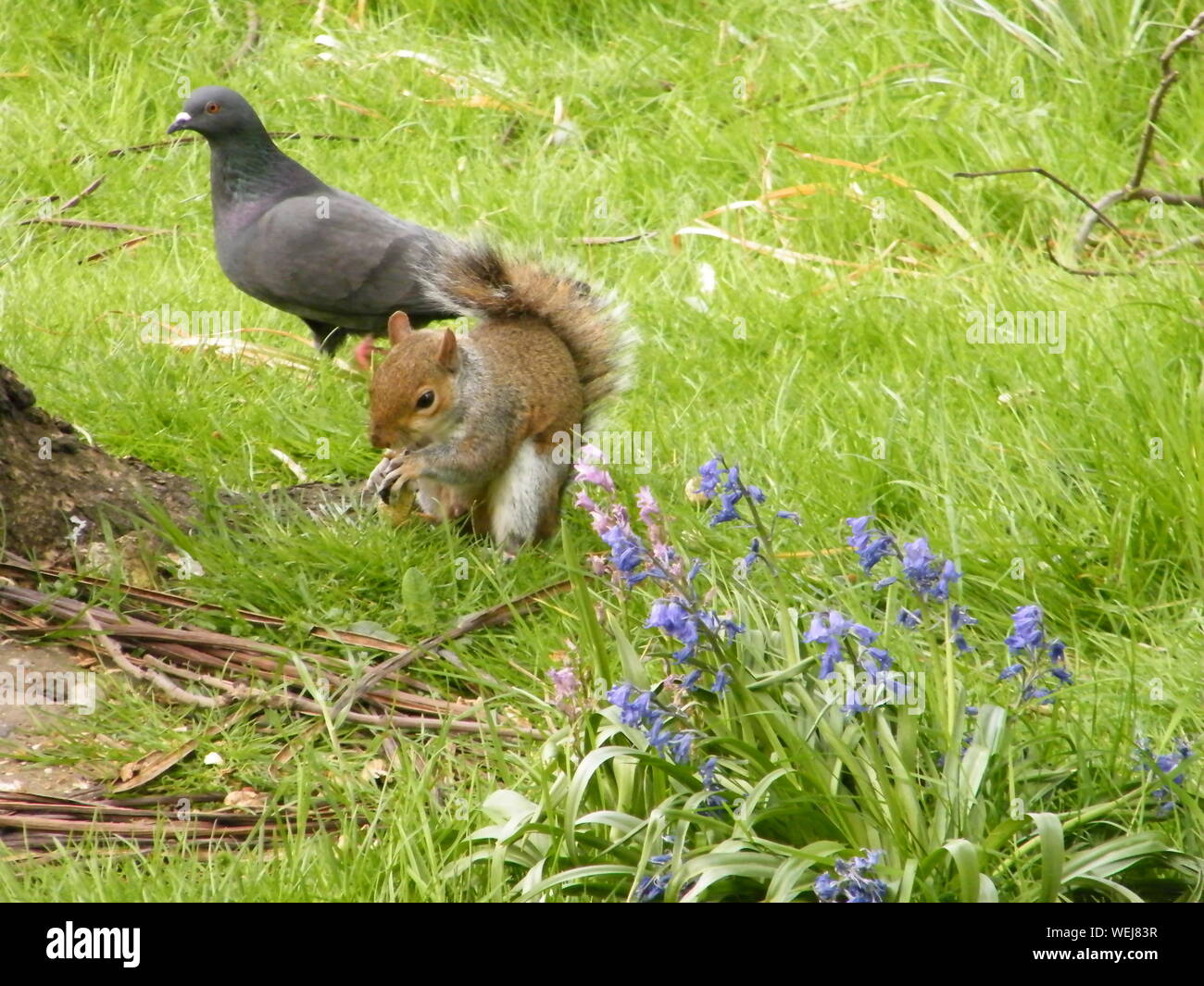 Pigeon and squirrel hi-res stock photography and images - Alamy