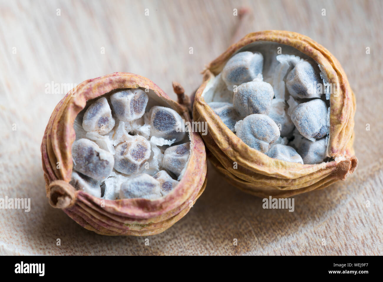 Amomum villosum lour hi-res stock photography and images - Alamy