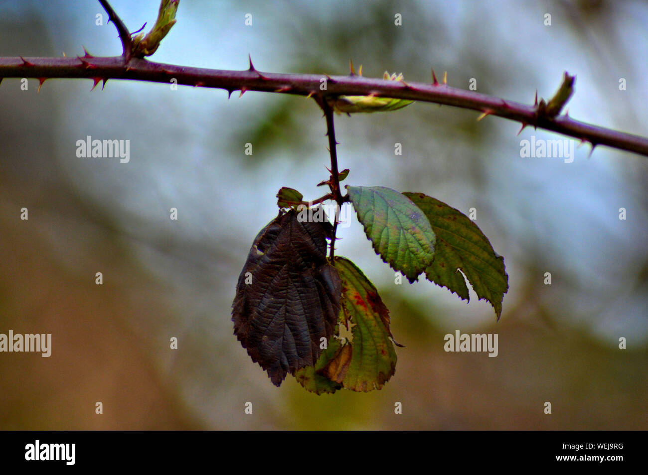 Spiky leaf plant hi-res stock photography and images - Alamy
