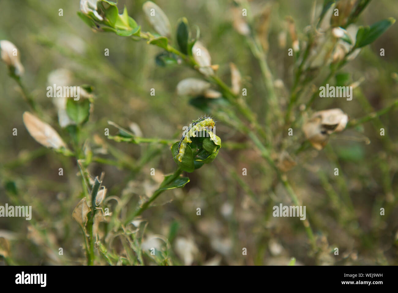 Box tree caterpillar hi-res stock photography and images - Alamy