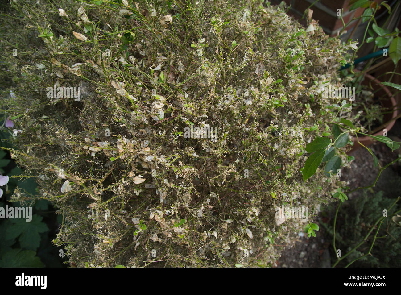box plant in South London Garden destroyed by Box Tree Caterpillar ...