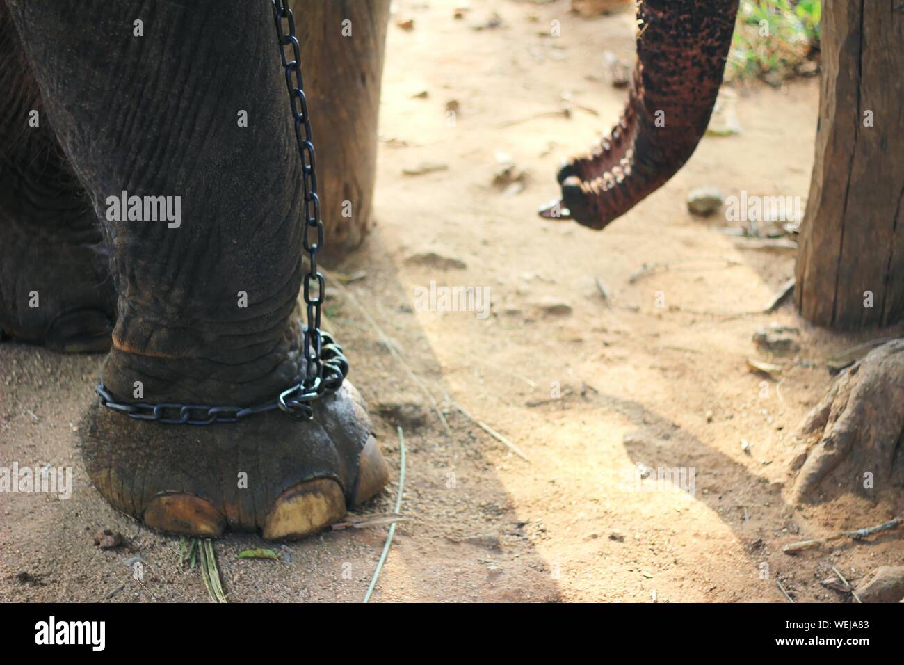 Elephant chain hi-res stock photography and images - Alamy