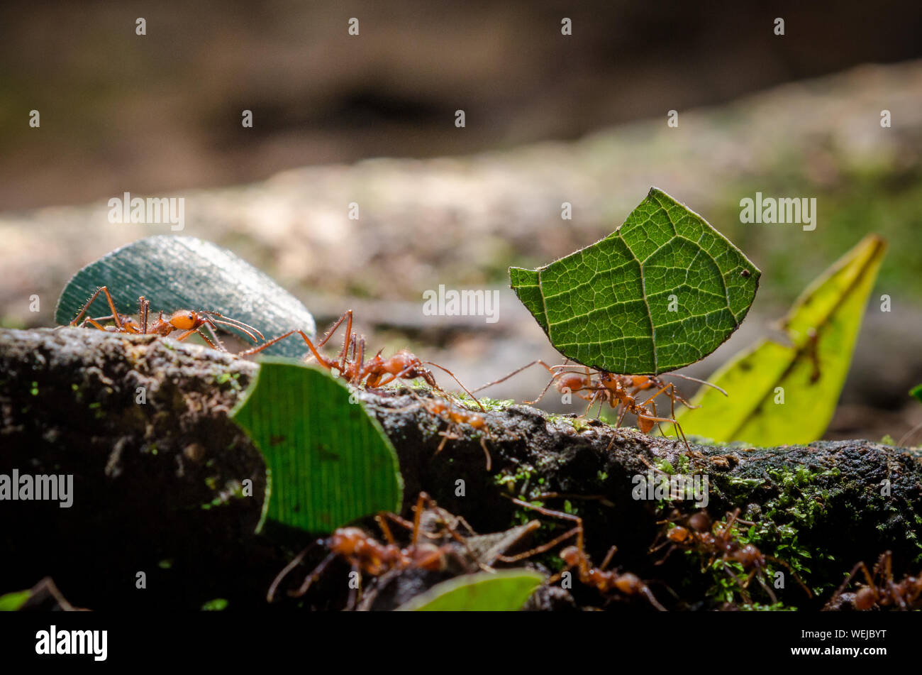 Ants on rock hi-res stock photography and images - Alamy