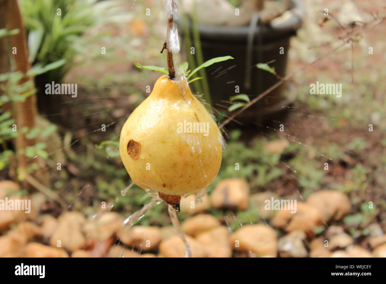 Pomegranate hanging from tree hi-res stock photography and images - Alamy