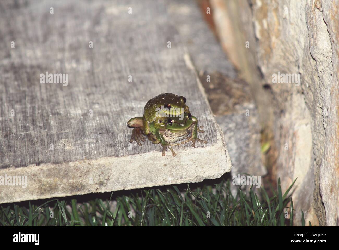 Male and female frogs mating hi-res stock photography and images - Alamy