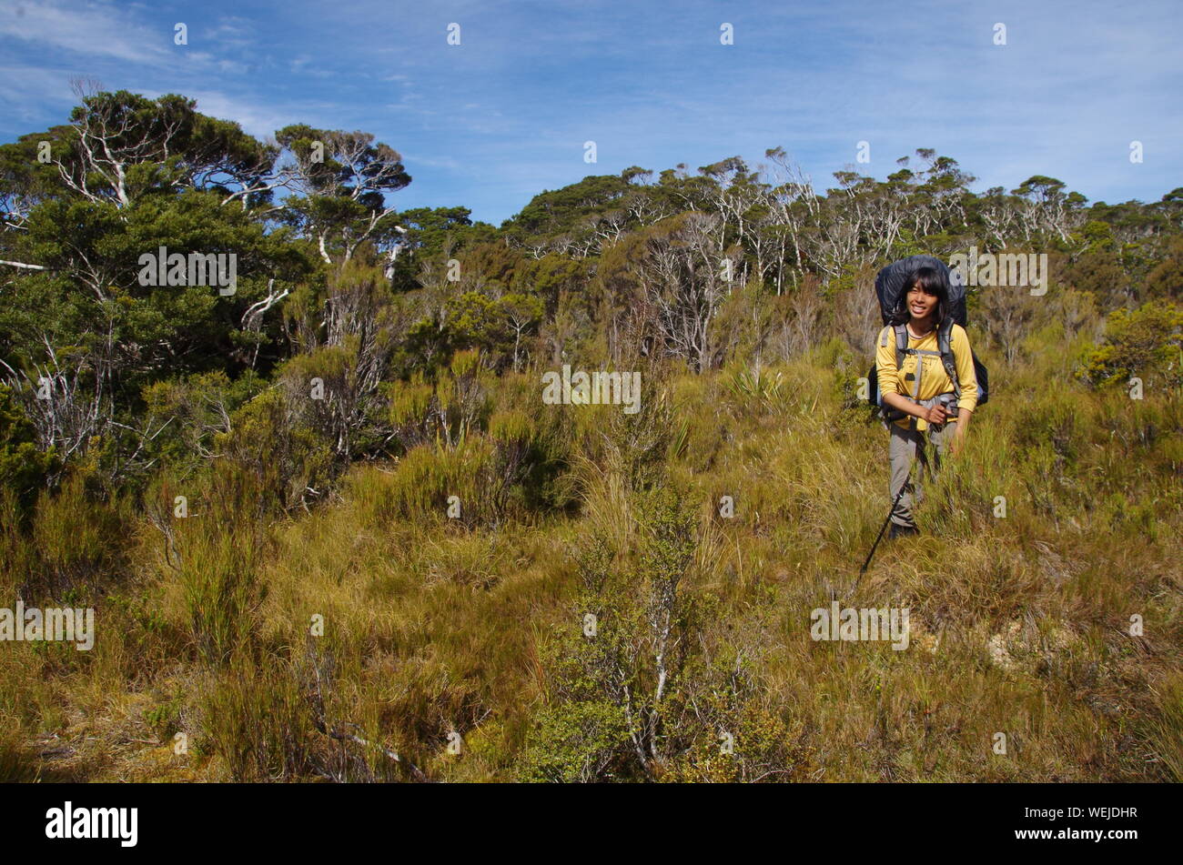 Thai female backpacker. Te Araroa Trail. Longwood Forest. Southland ...